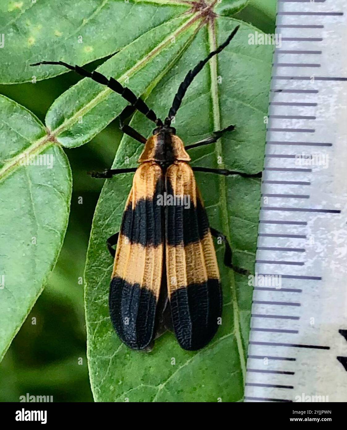 Reticulated net winged beetle hi-res stock photography and images - Alamy