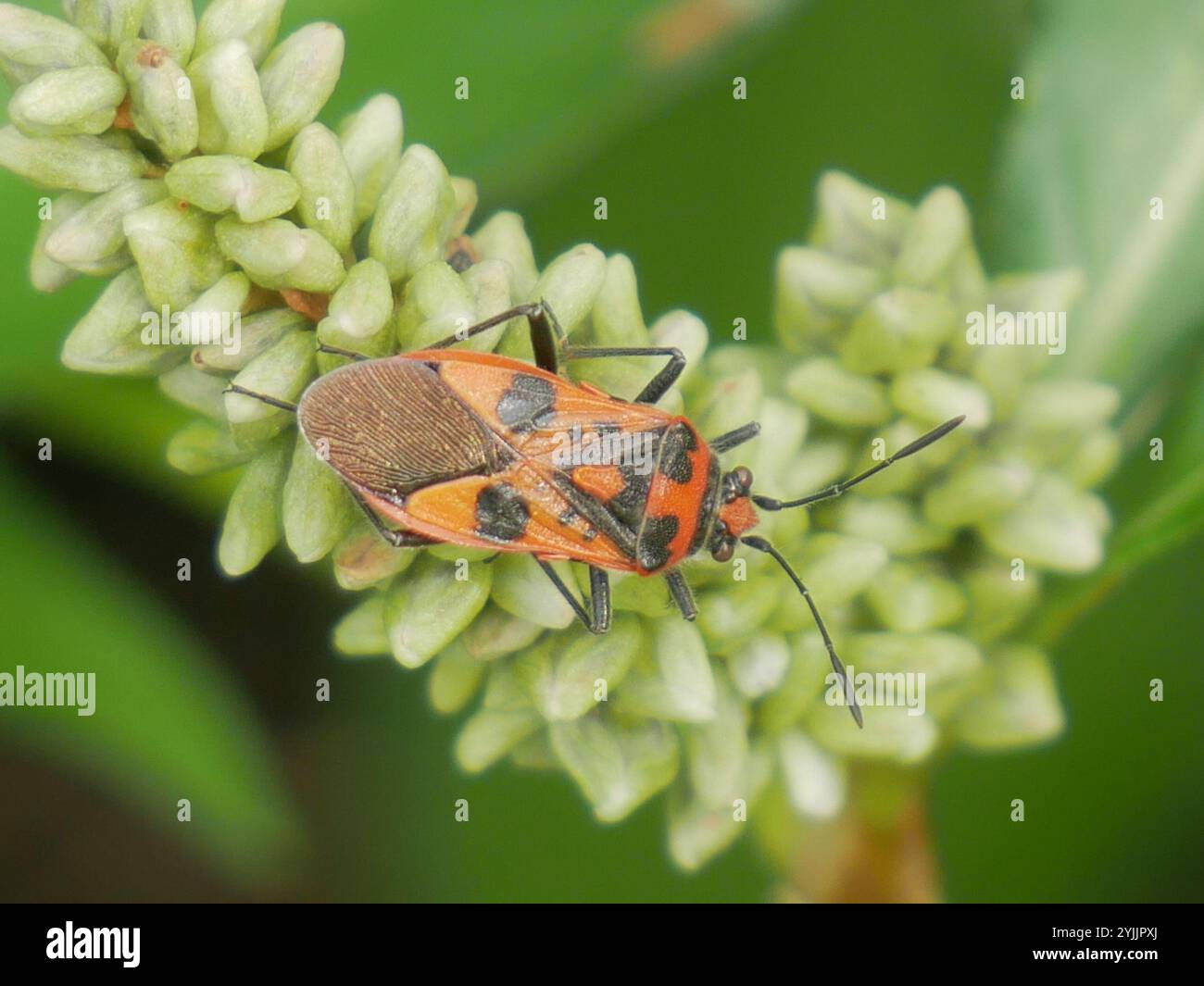 Spotted Firebug (Corizus hyoscyami Stock Photo - Alamy
