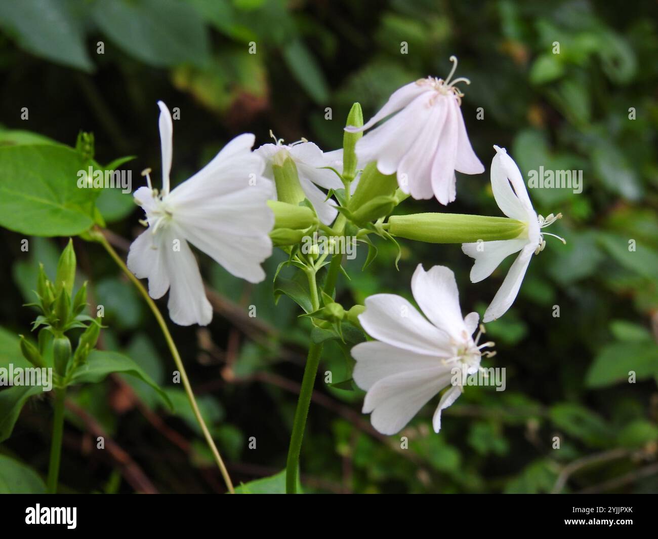 common soapwort (Saponaria officinalis Stock Photo - Alamy