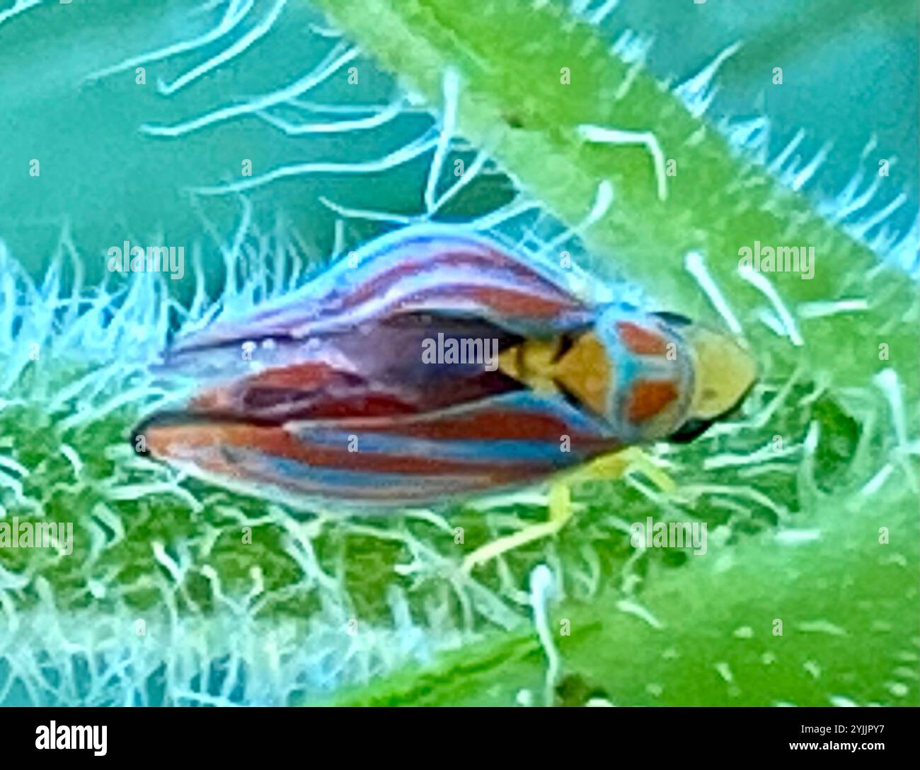 Red-banded Leafhopper (Graphocephala coccinea Stock Photo - Alamy