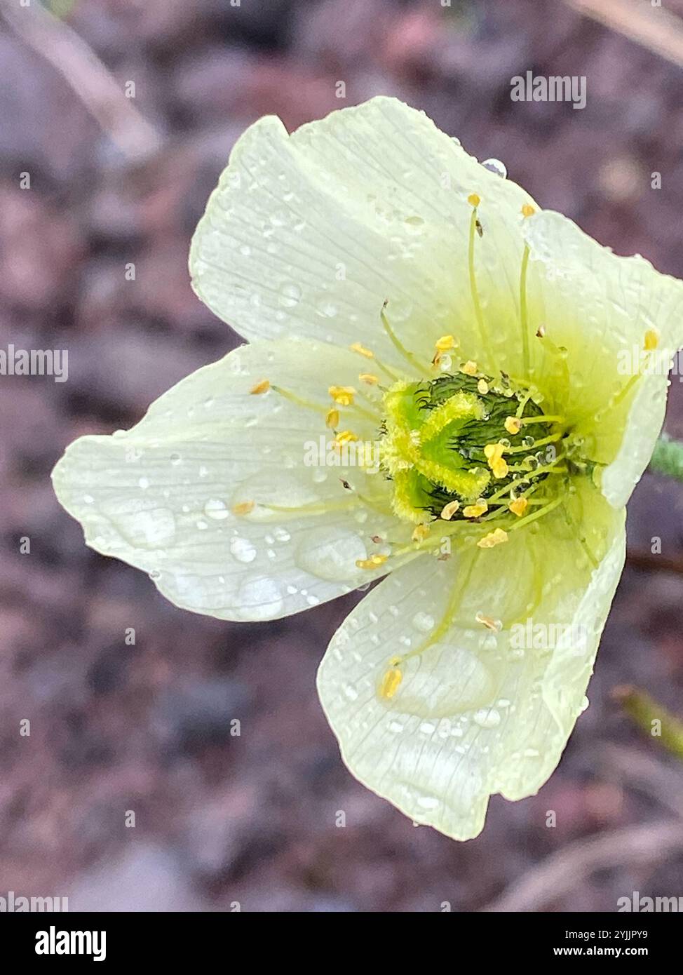 Arctic Poppy (Papaver radicatum Stock Photo - Alamy
