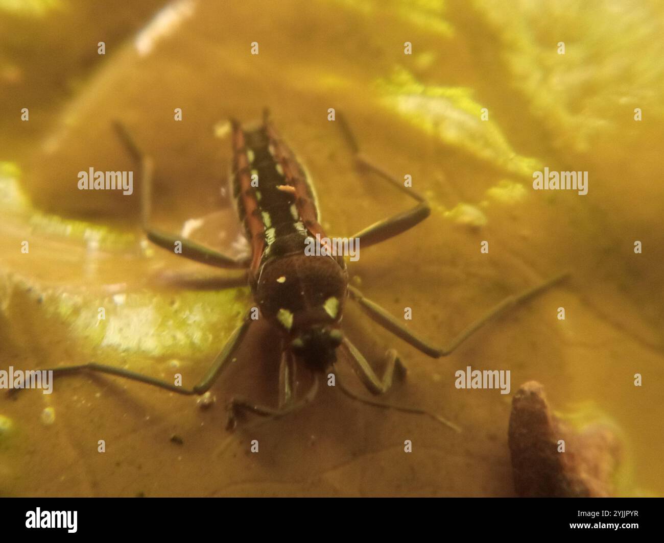 Water Crickets (Velia Stock Photo - Alamy