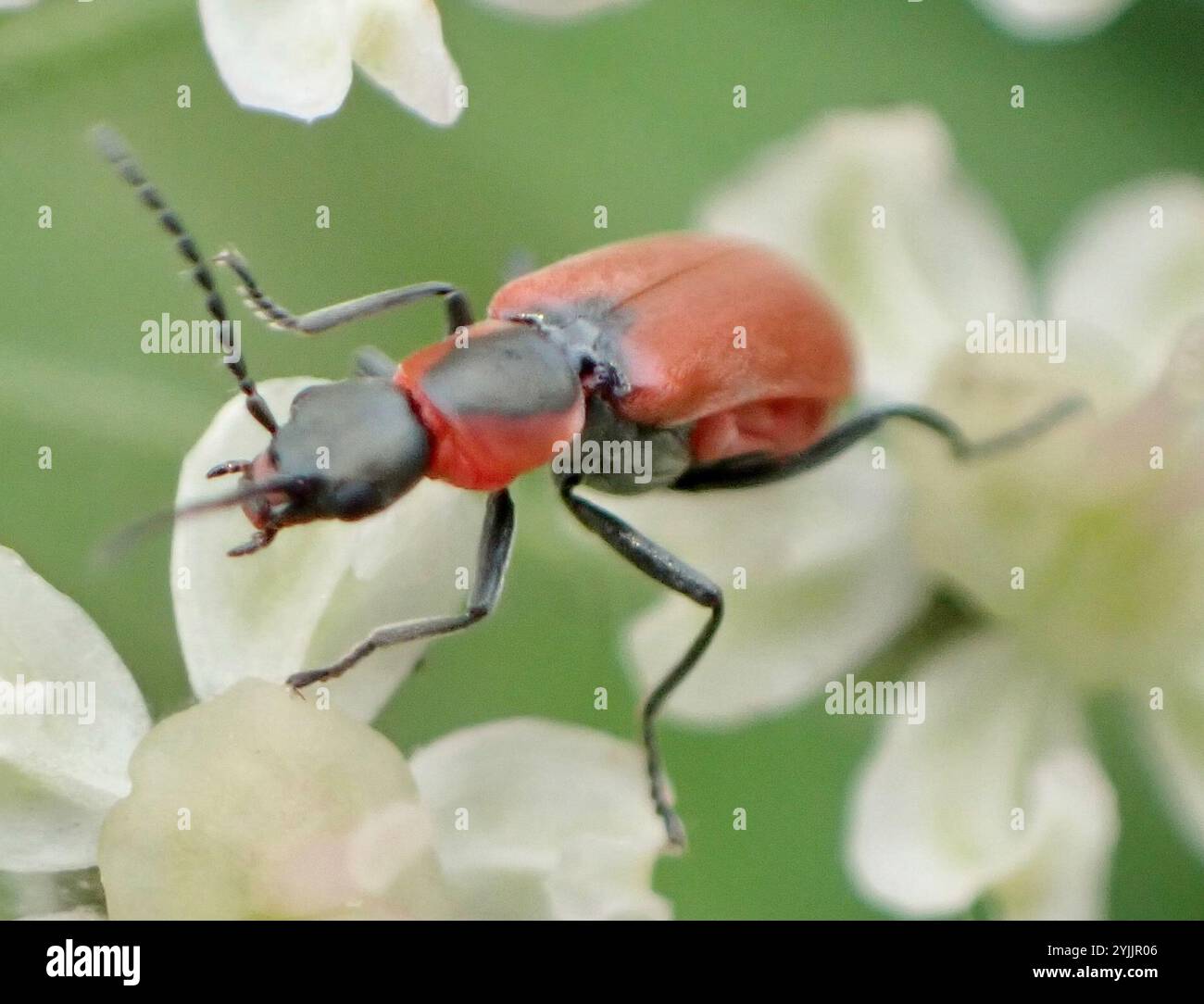 Red Malachite Beetle (Anthocomus rufus Stock Photo - Alamy