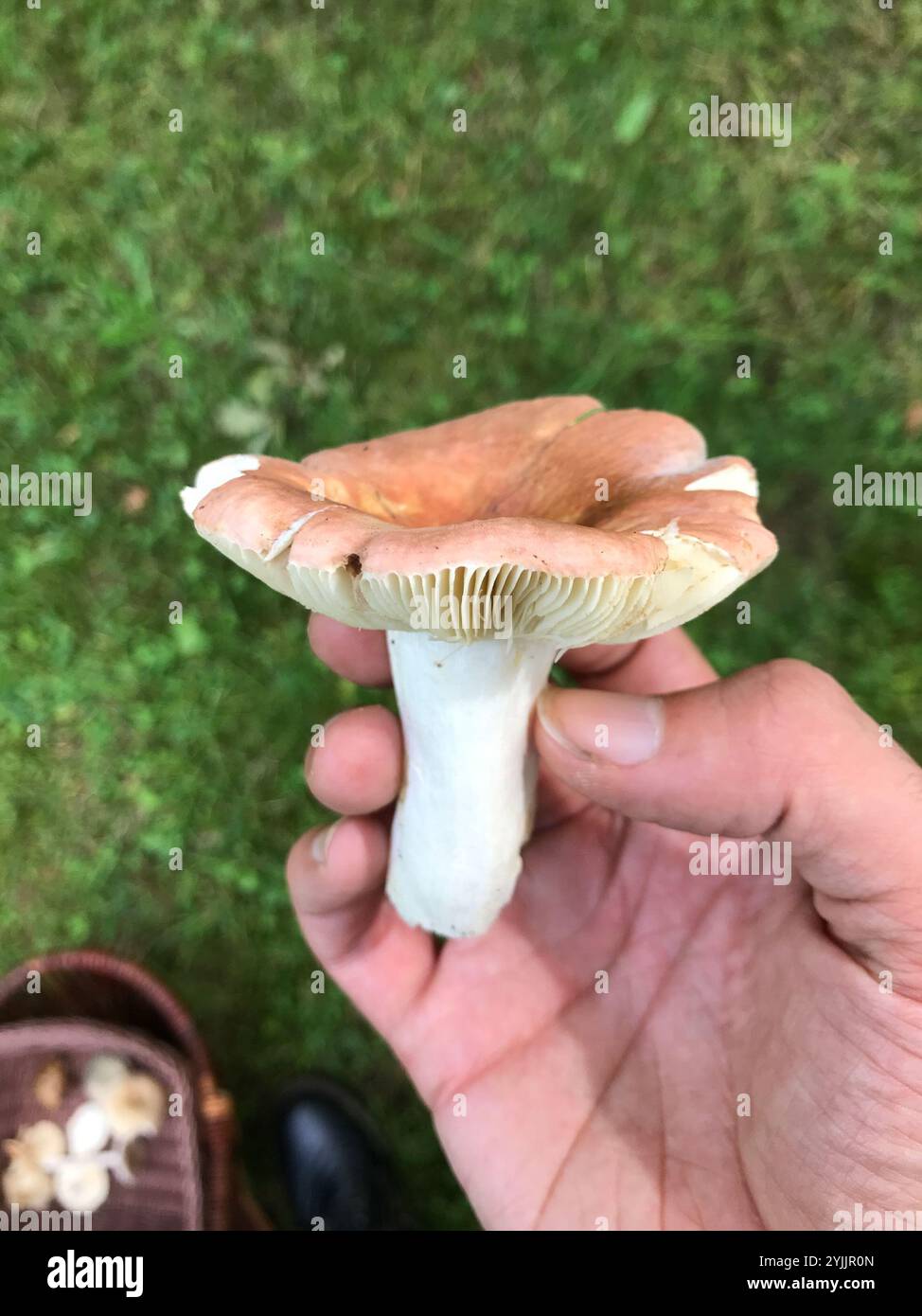 The Flirt (Russula vesca Stock Photo - Alamy