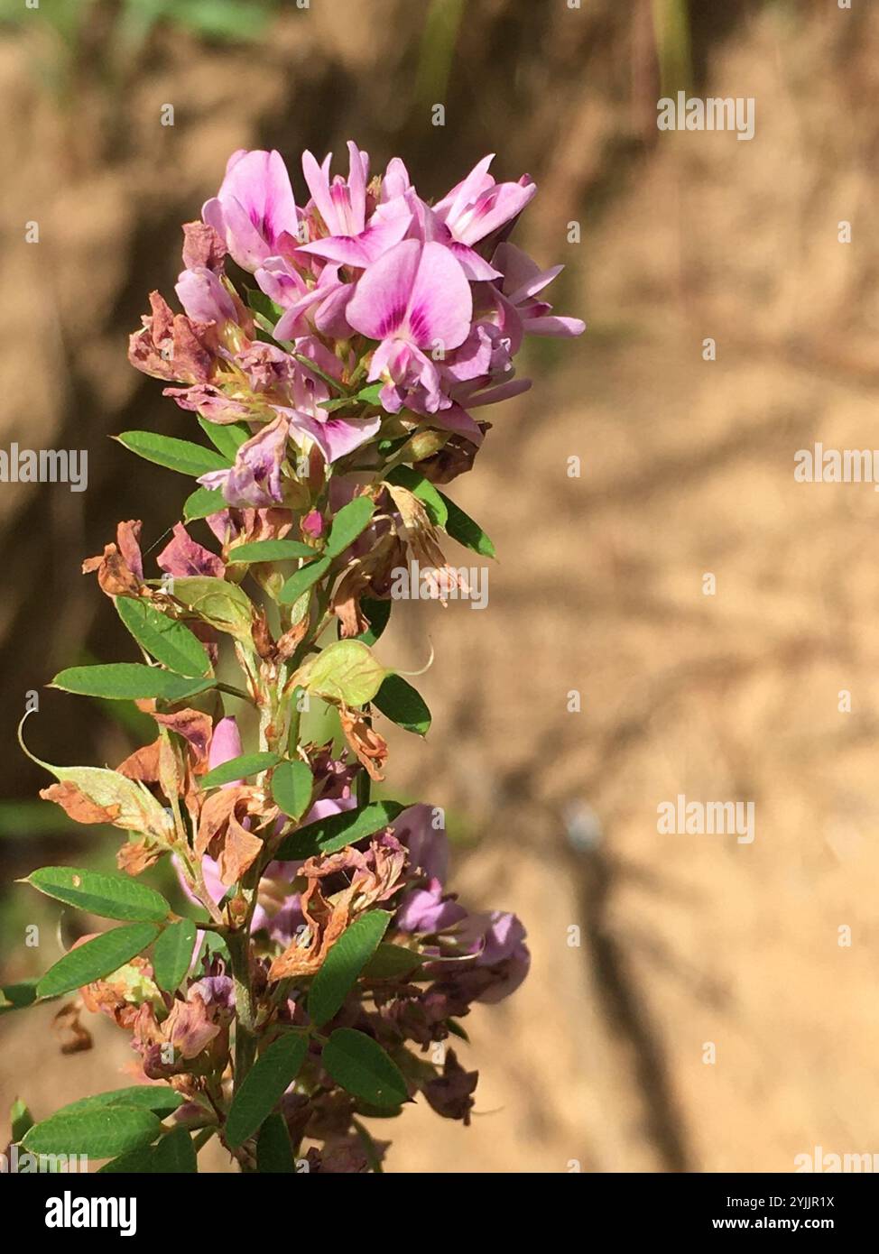 slender bush clover (Lespedeza virginica Stock Photo - Alamy