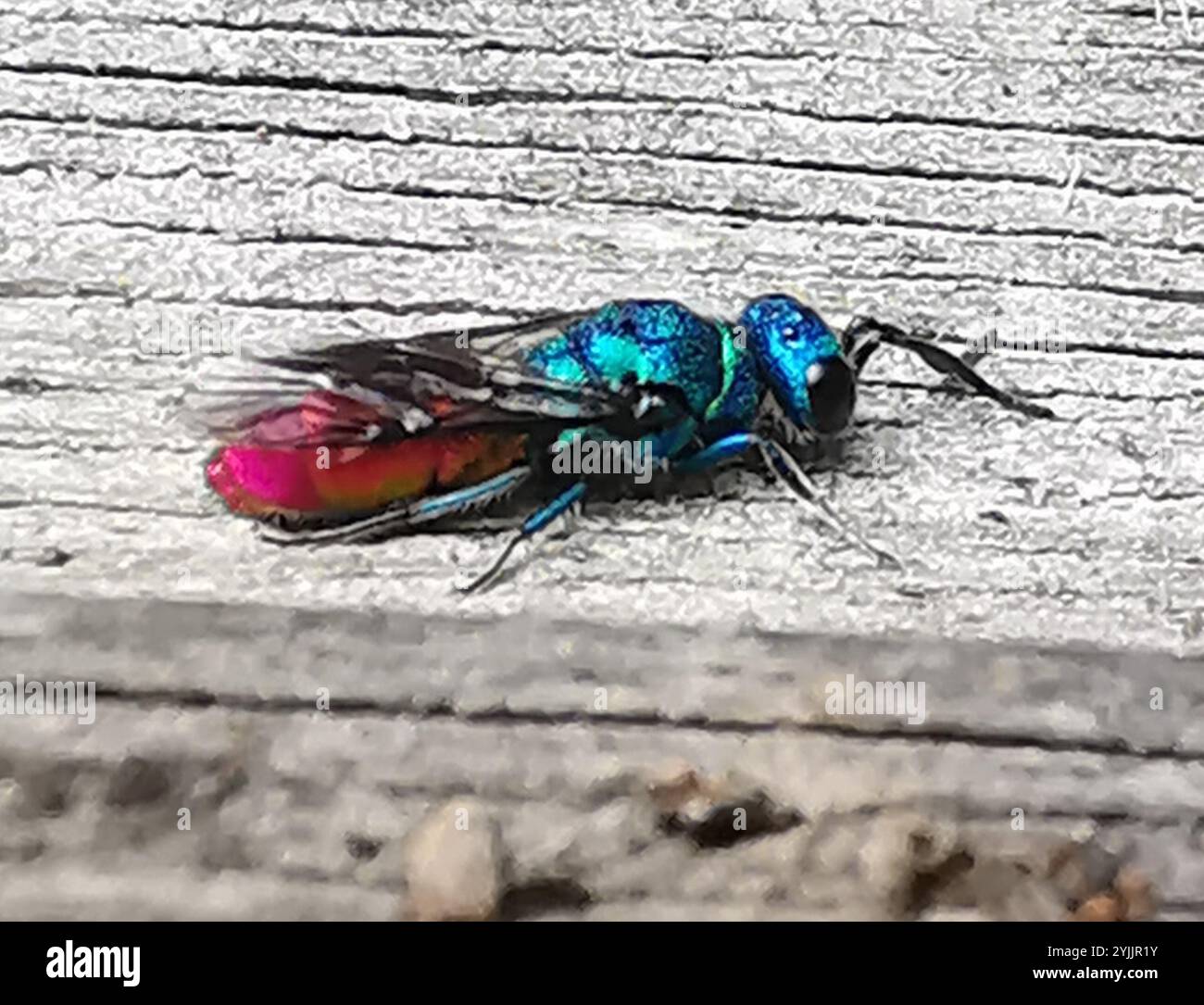 Ruby-tailed Cuckoo Wasps (Chrysis ignita Stock Photo - Alamy