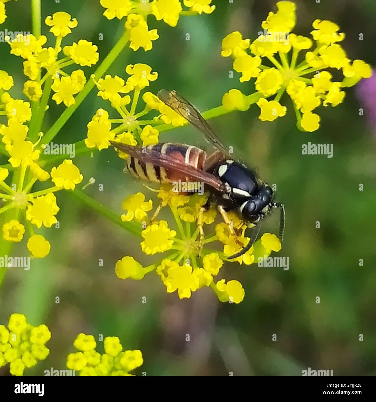 Red-banded Yellowjacket (Vespula rufa Stock Photo - Alamy