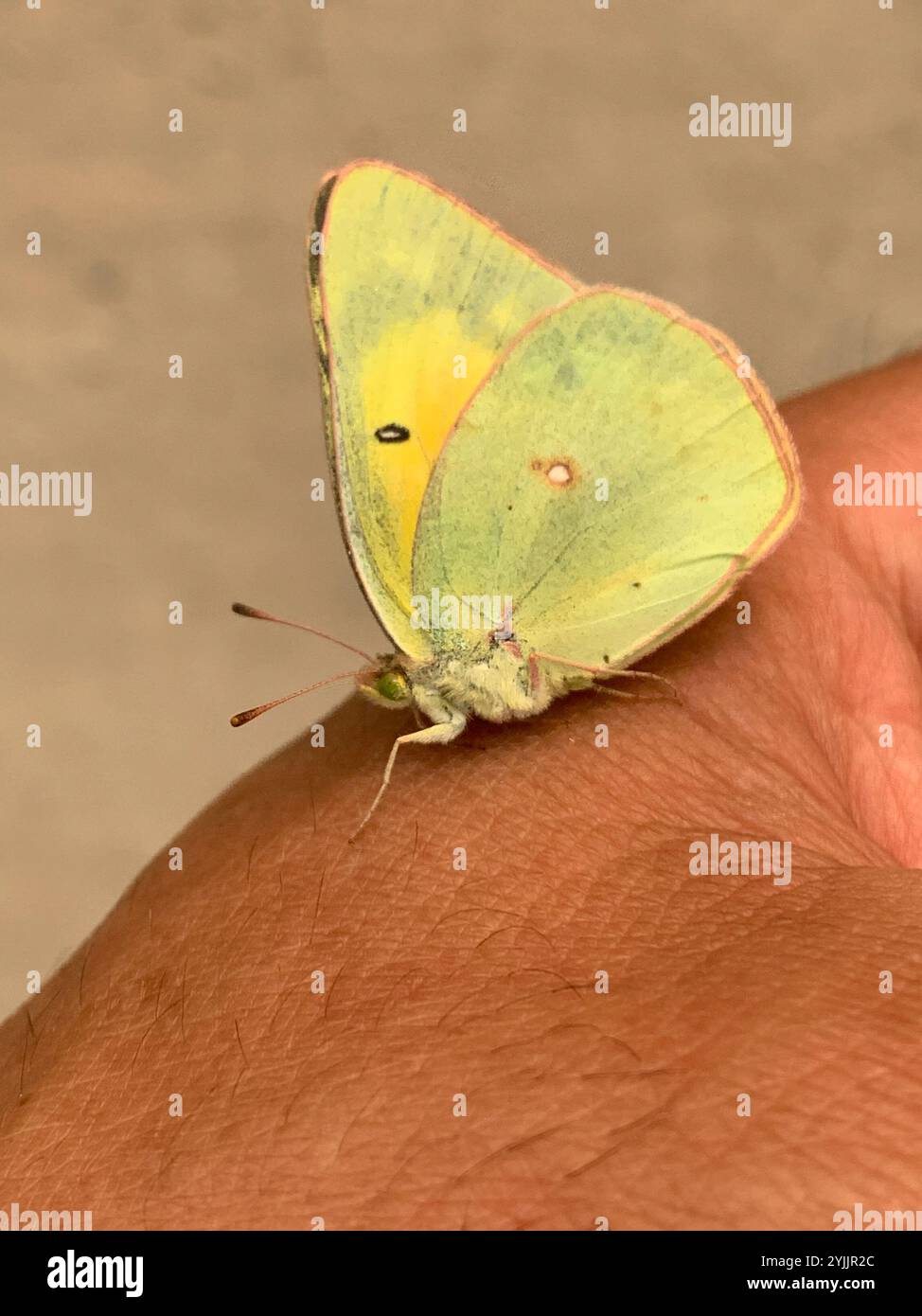 Orange Sulphur (Colias eurytheme Stock Photo - Alamy