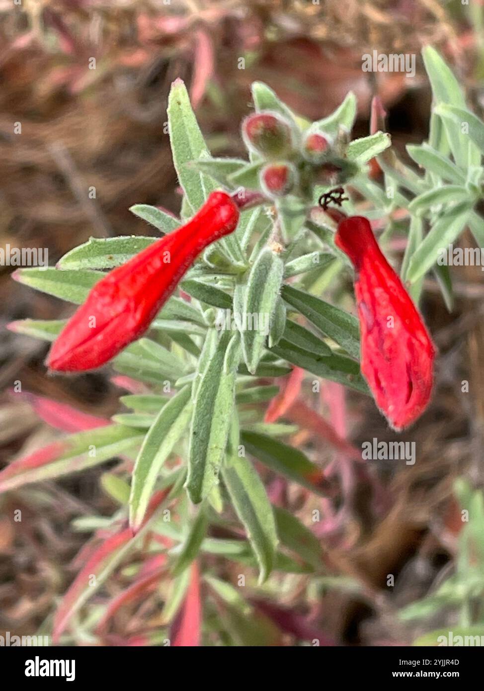 California fuchsia (Epilobium canum Stock Photo - Alamy