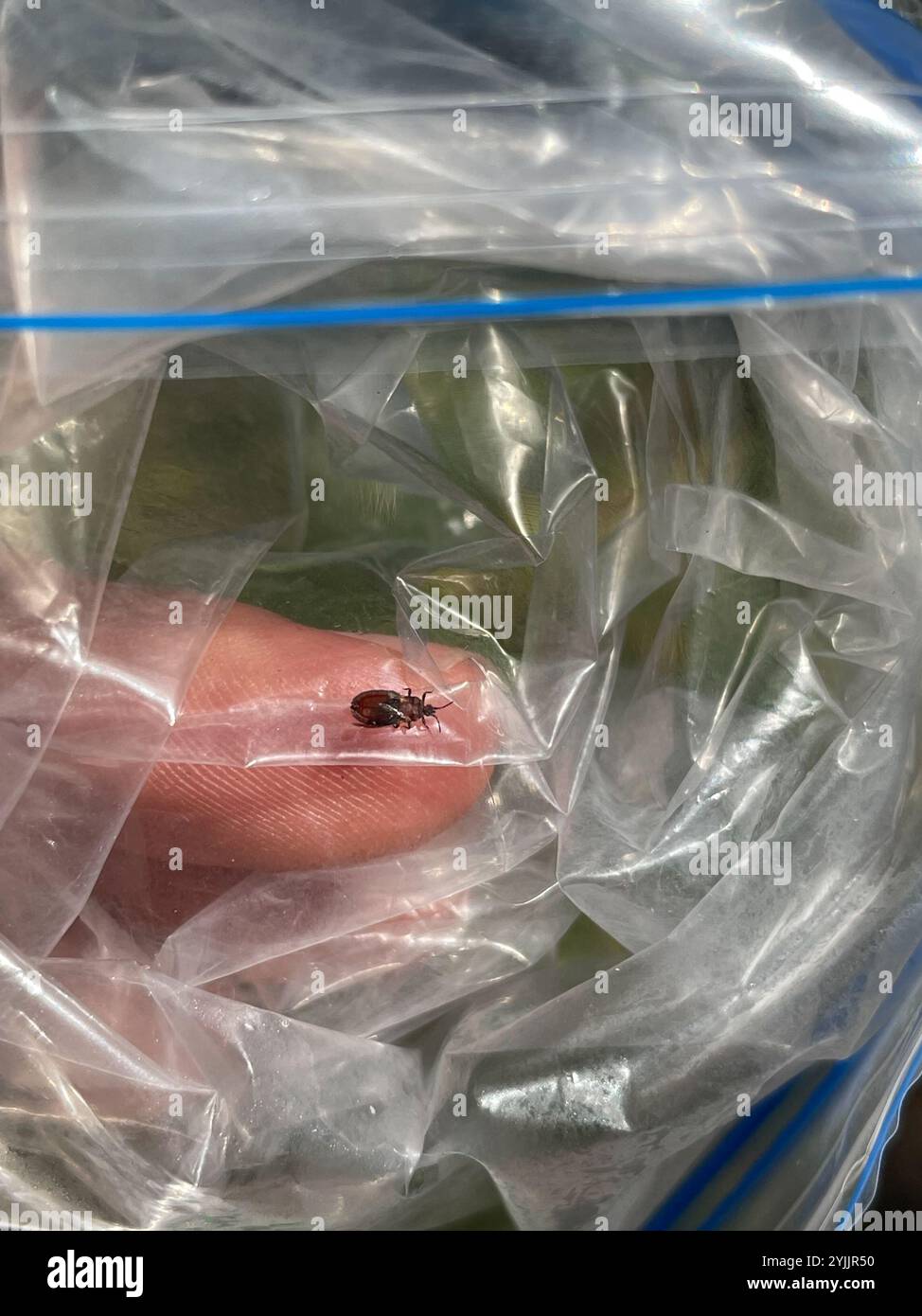 Aradidae hi-res stock photography and images - Alamy