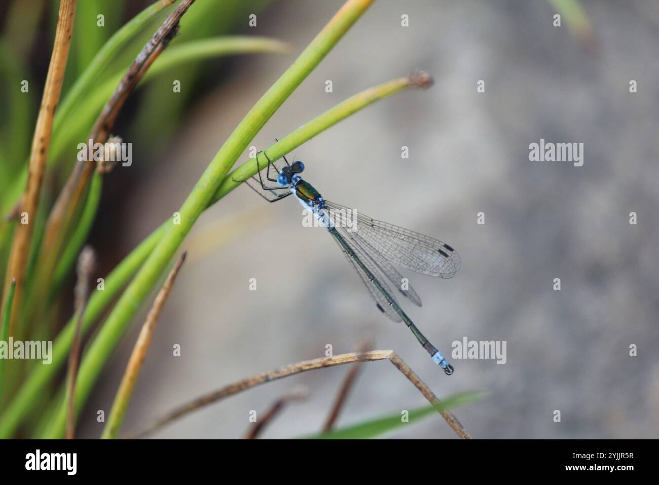 Common Spreadwing (Lestes sponsa Stock Photo - Alamy