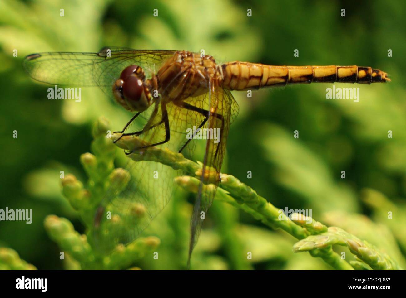 Band-winged Meadowhawk (Sympetrum semicinctum Stock Photo - Alamy