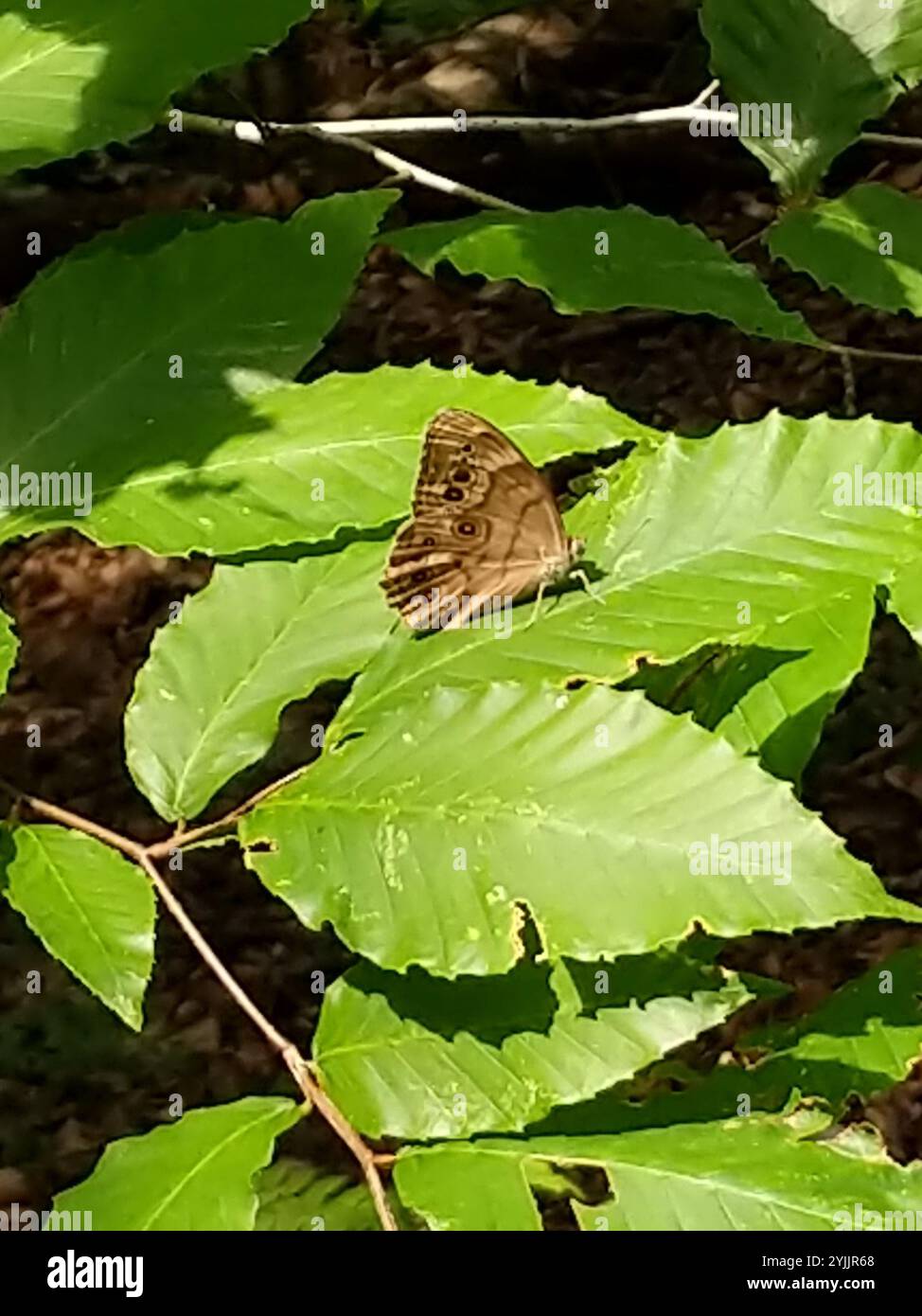 Northern Pearly-eye (Lethe anthedon Stock Photo - Alamy