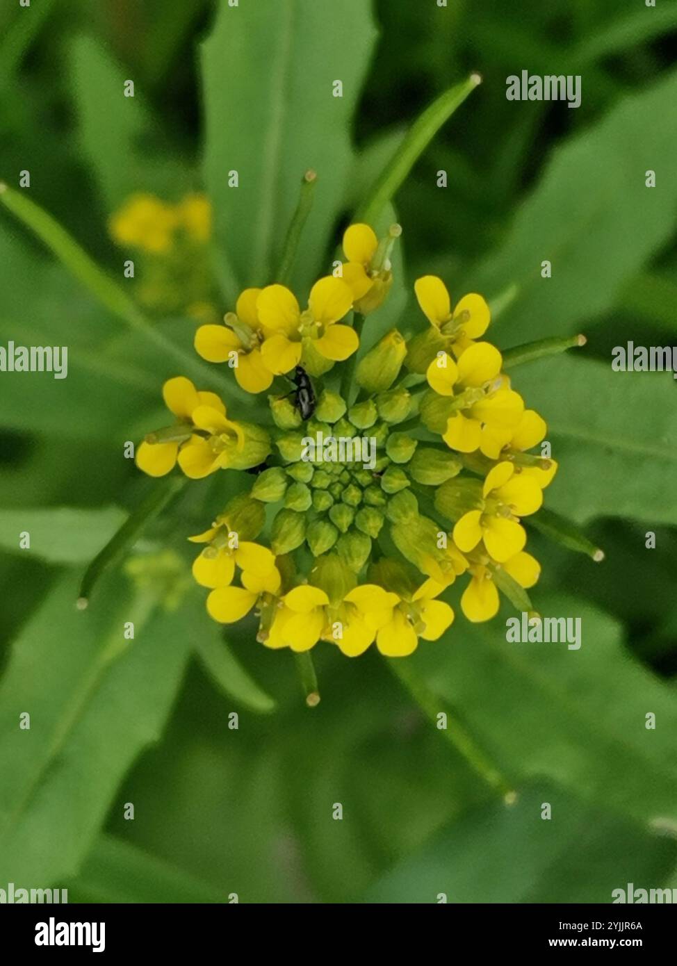 wormseed wallflower (Erysimum cheiranthoides Stock Photo - Alamy