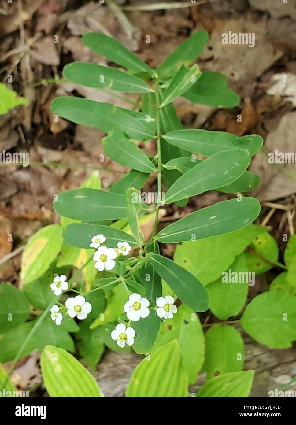 flowering spurge (Euphorbia corollata Stock Photo - Alamy