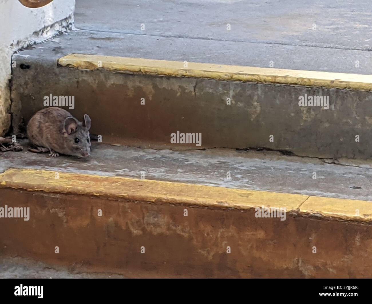 Neotoma macrotis hi-res stock photography and images - Alamy