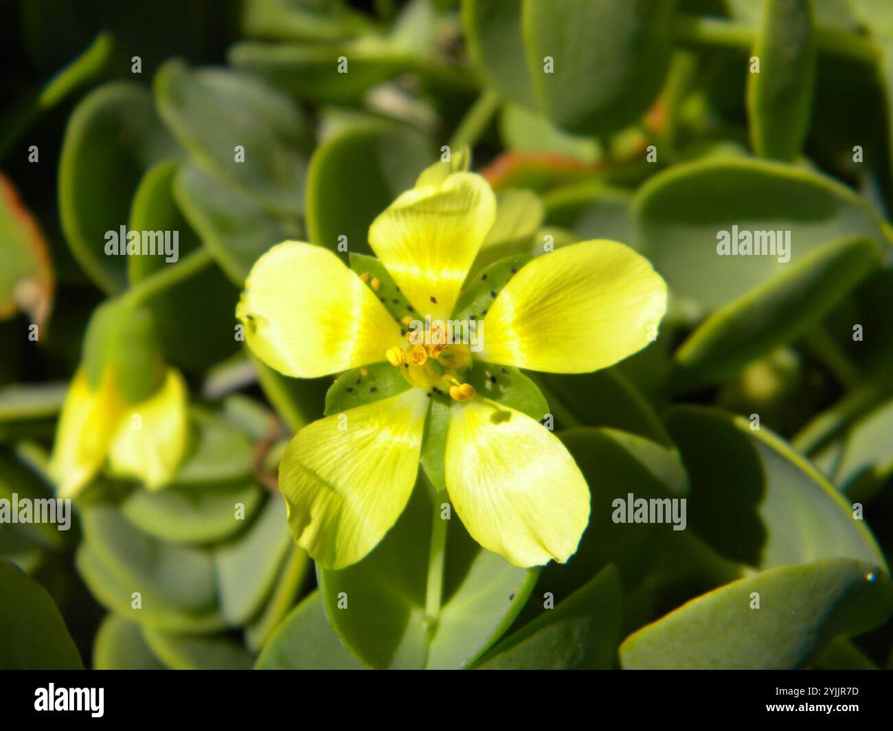 Heart Twinleaf (Roepera cordifolia Stock Photo - Alamy