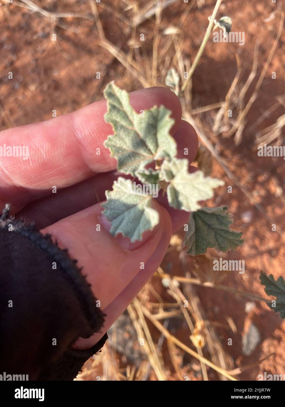 apricot mallow (Sphaeralcea ambigua Stock Photo - Alamy
