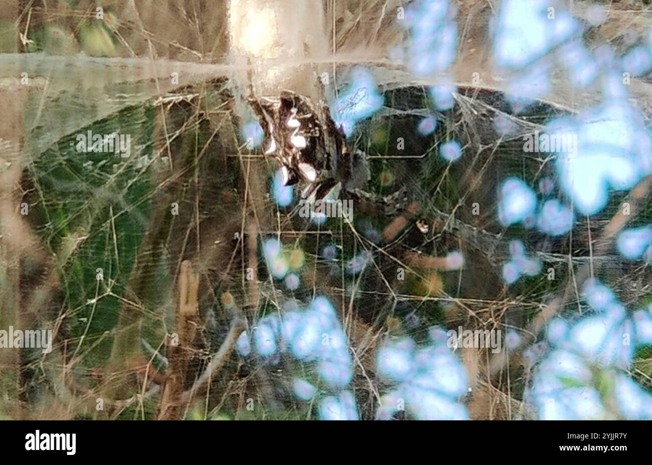 Tropical tent web spider hi-res stock photography and images - Alamy