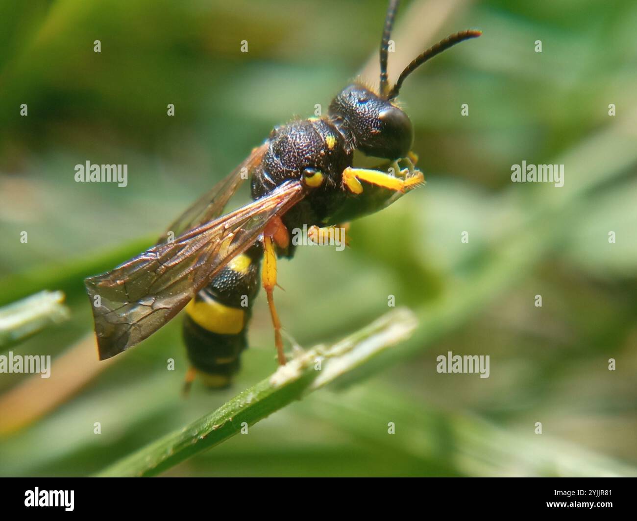 Ornate-tailed Digger Wasp (Cerceris rybyensis Stock Photo - Alamy