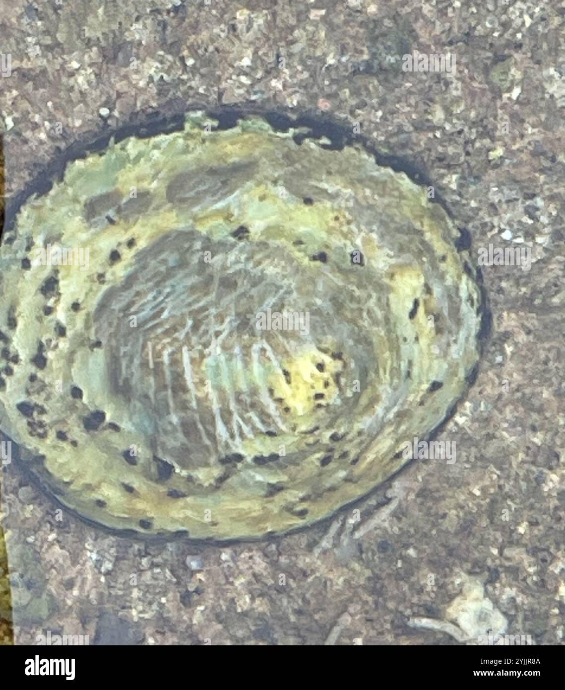 File Limpet (Lottia limatula Stock Photo - Alamy
