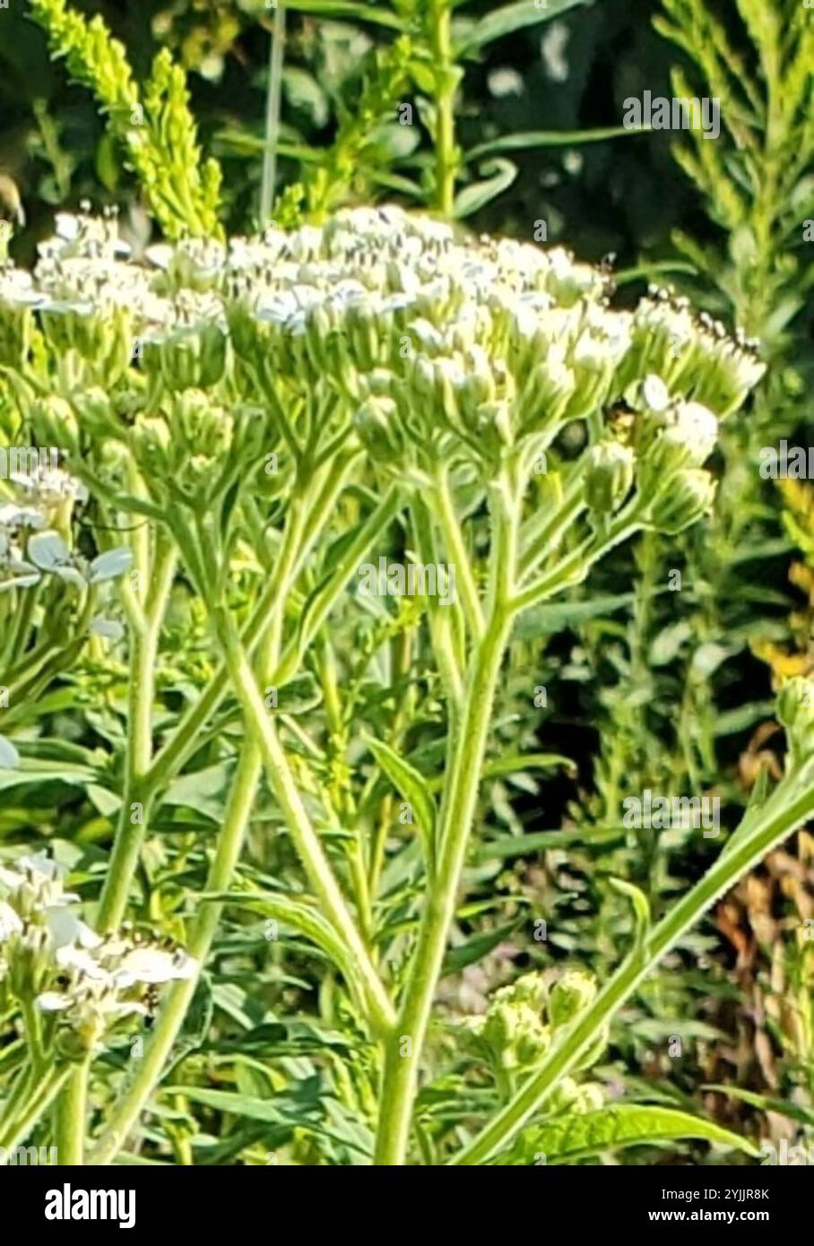 frostweed (Verbesina virginica Stock Photo - Alamy