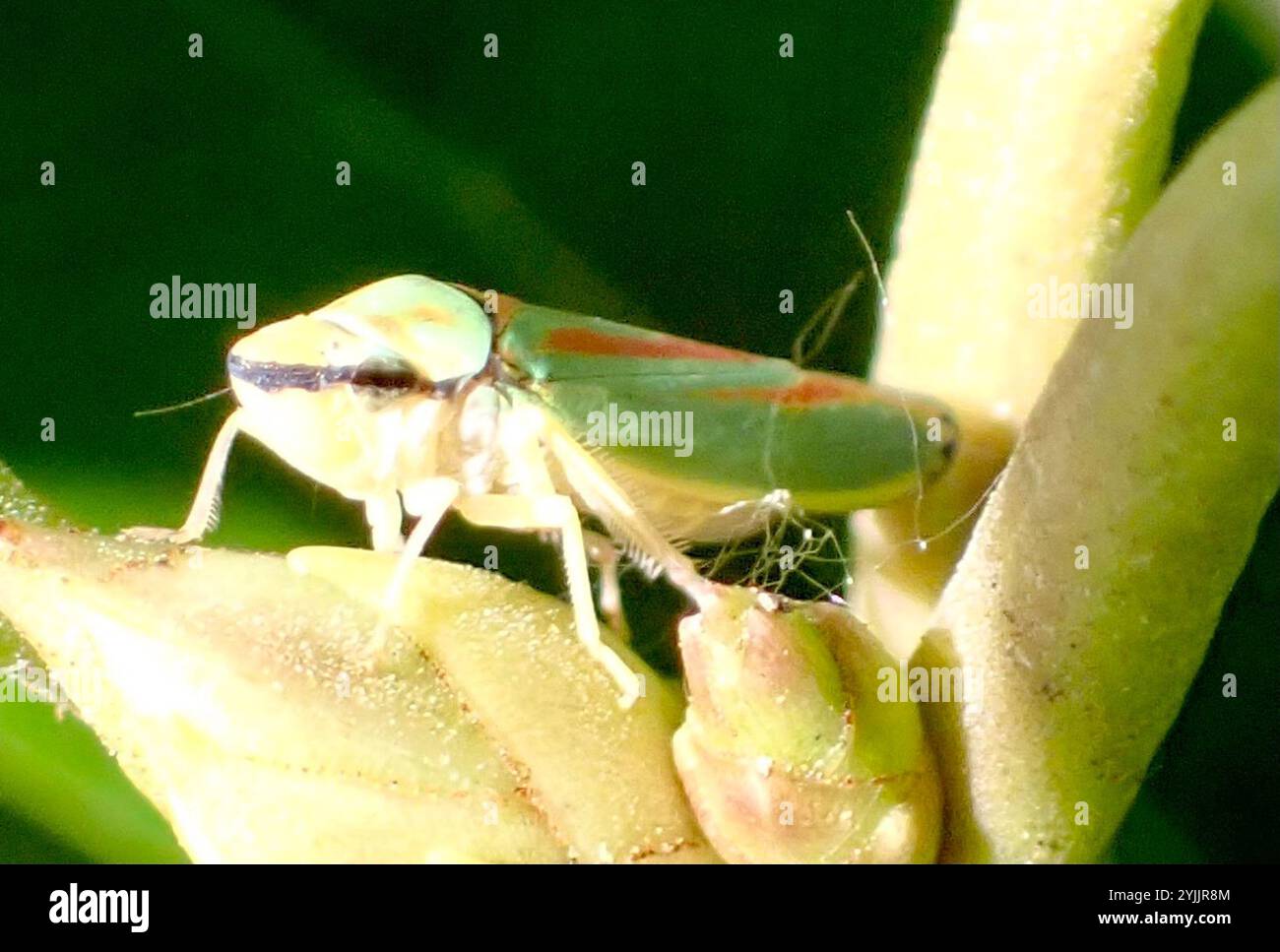 Rhododendron Leafhopper (Graphocephala fennahi Stock Photo - Alamy