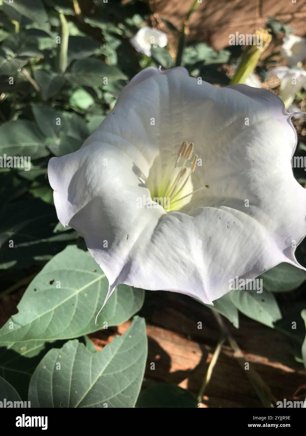 Sacred Datura (Datura wrightii Stock Photo - Alamy