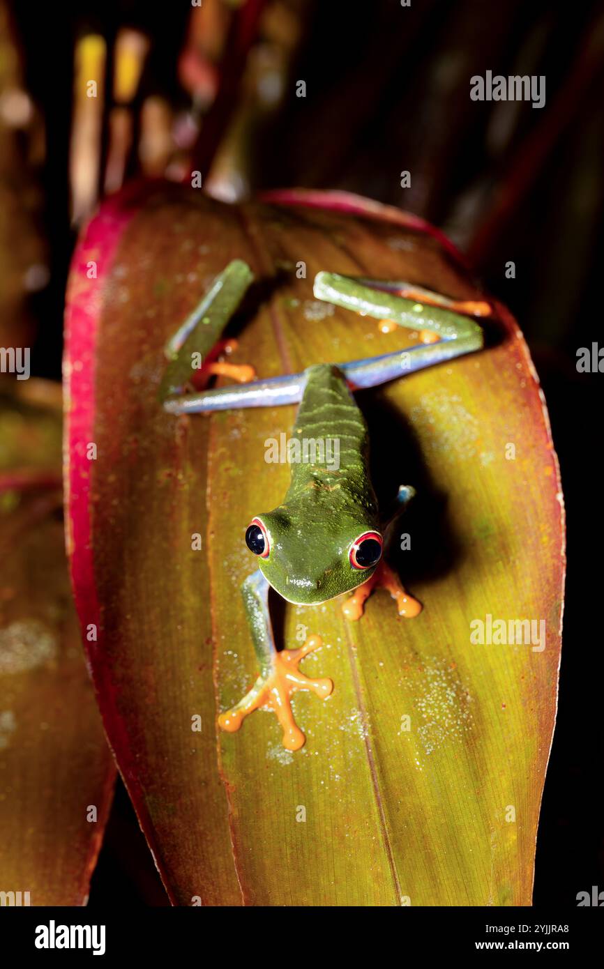 Red-eyed tree frog (Agalychnis callidryas), Beautiful iconic Green frog ...