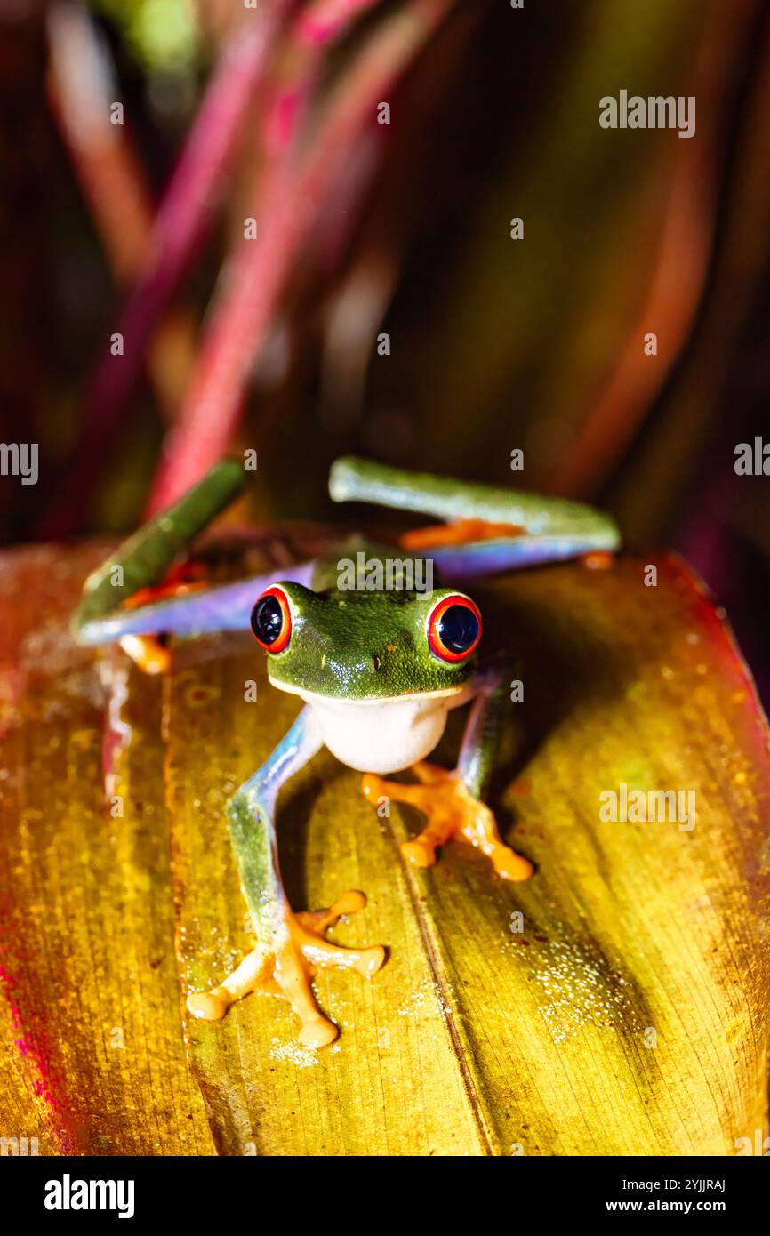 Red-eyed tree frog (Agalychnis callidryas), Beautiful iconic Green frog ...
