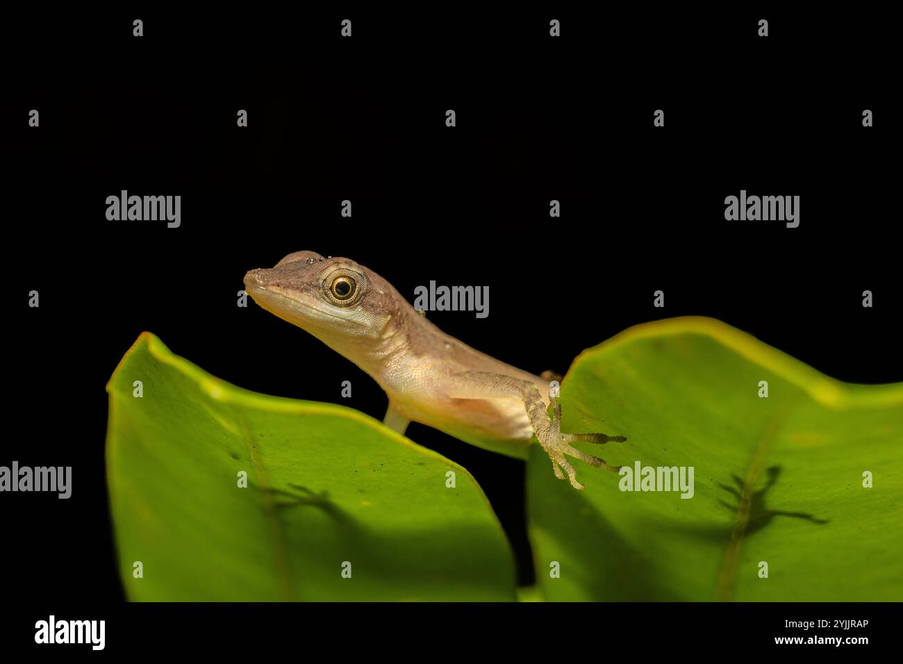 Anolis limifrons, known commonly as the slender anole or the border ...