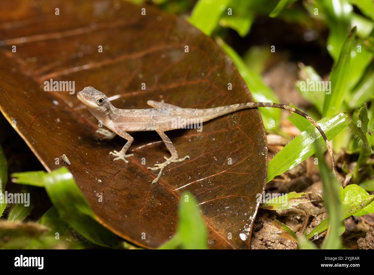 Anolis limifrons, known commonly as the slender anole or the border ...
