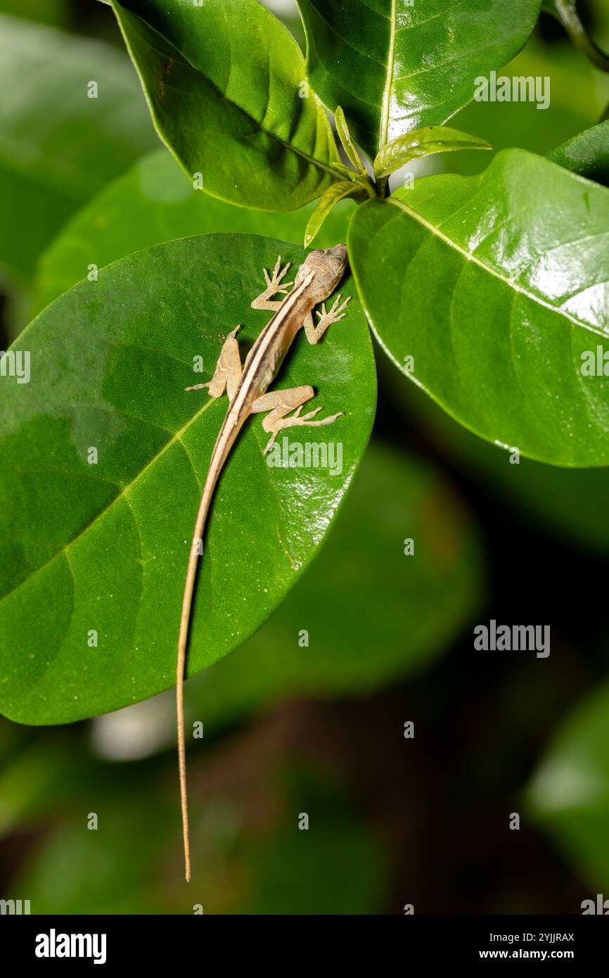 Anolis limifrons, known commonly as the slender anole or the border ...