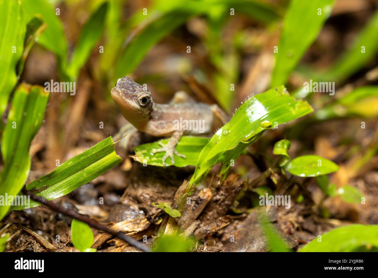 Anolis limifrons, known commonly as the slender anole or the border ...