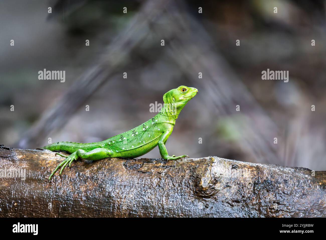 Female of Plumed green basilisk (Basiliscus plumifrons), sitting on ...