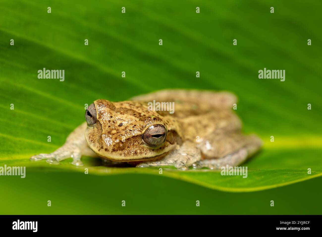 Veragua cross-banded tree frog (Smilisca sordida), species of frog in ...