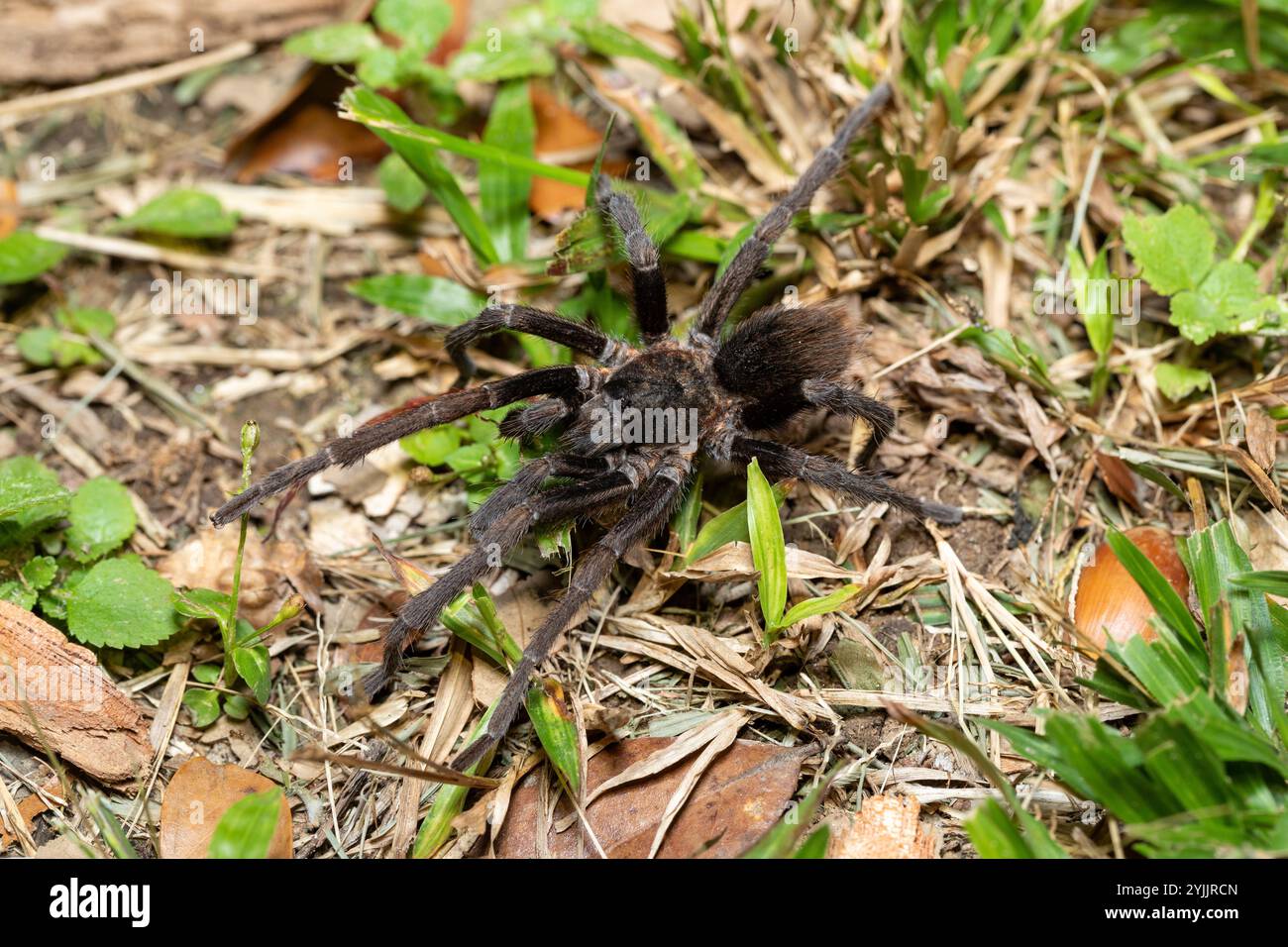 Big scary tarantula spider walking and hunting on the ground at night ...