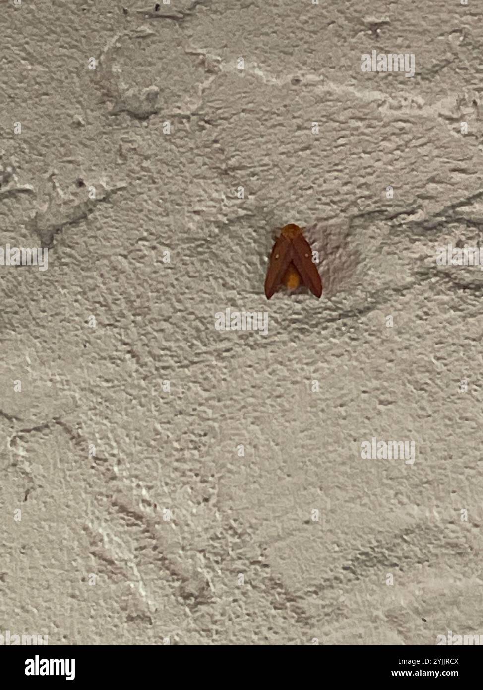 Southern Pink-striped Oakworm Moth (Anisota pellucida Stock Photo - Alamy