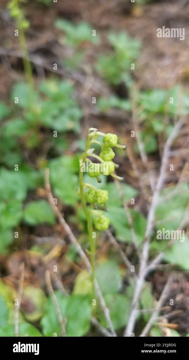 one-sided wintergreen (Orthilia secunda Stock Photo - Alamy
