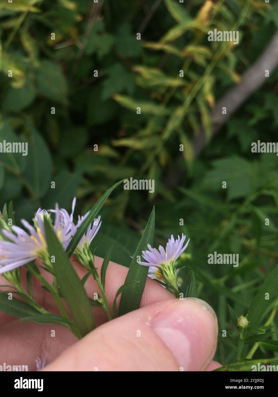 common panicled aster (Symphyotrichum lanceolatum lanceolatum Stock ...
