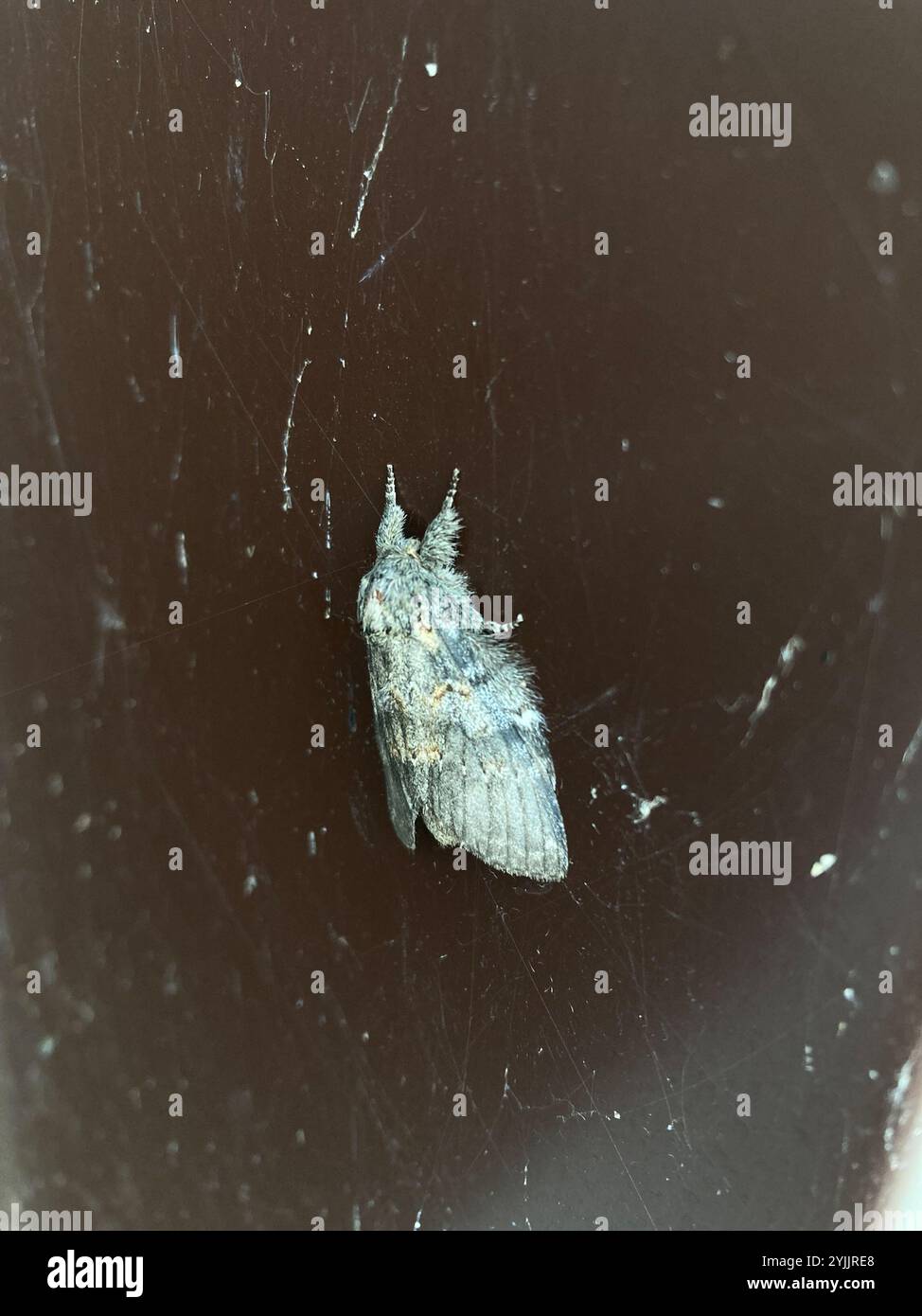 Angulose Prominent (Peridea angulosa Stock Photo - Alamy