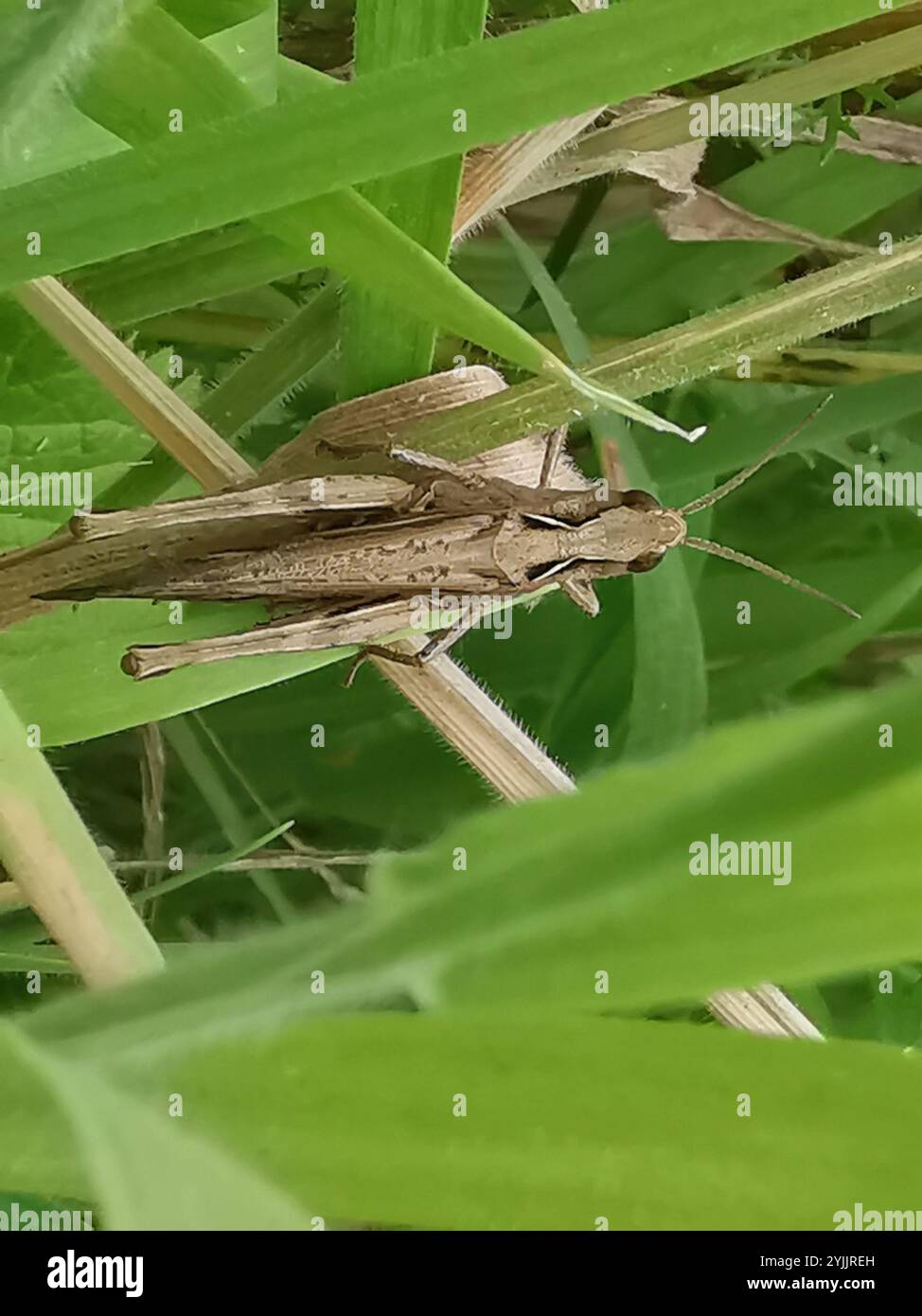 Common Field Grasshopper (Chorthippus brunneus Stock Photo - Alamy