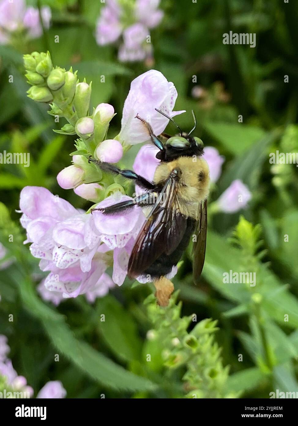 Virginia Carpenter Bee (Xylocopa virginica virginica Stock Photo - Alamy