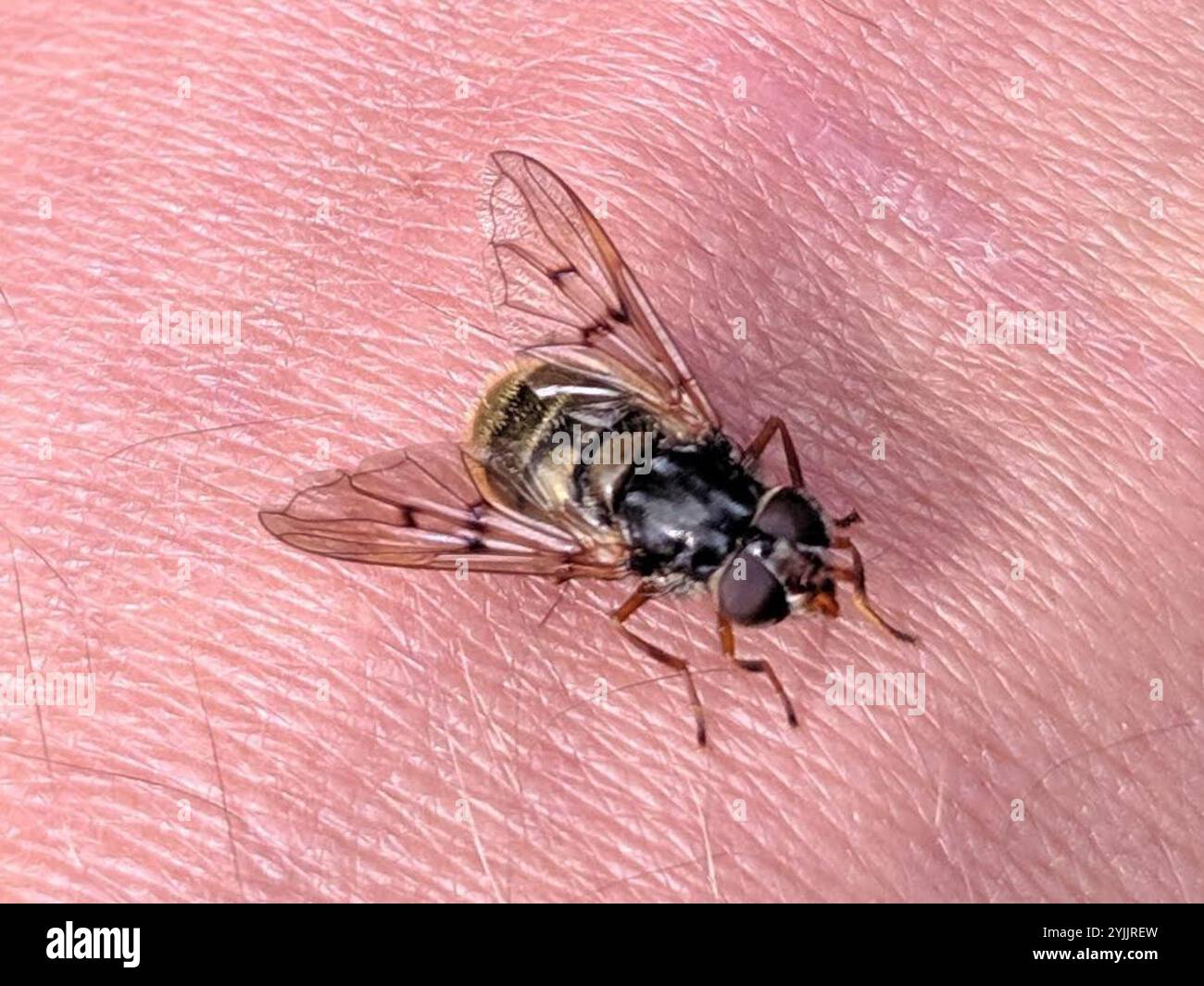 Common Copperback (Ferdinandea cuprea Stock Photo - Alamy