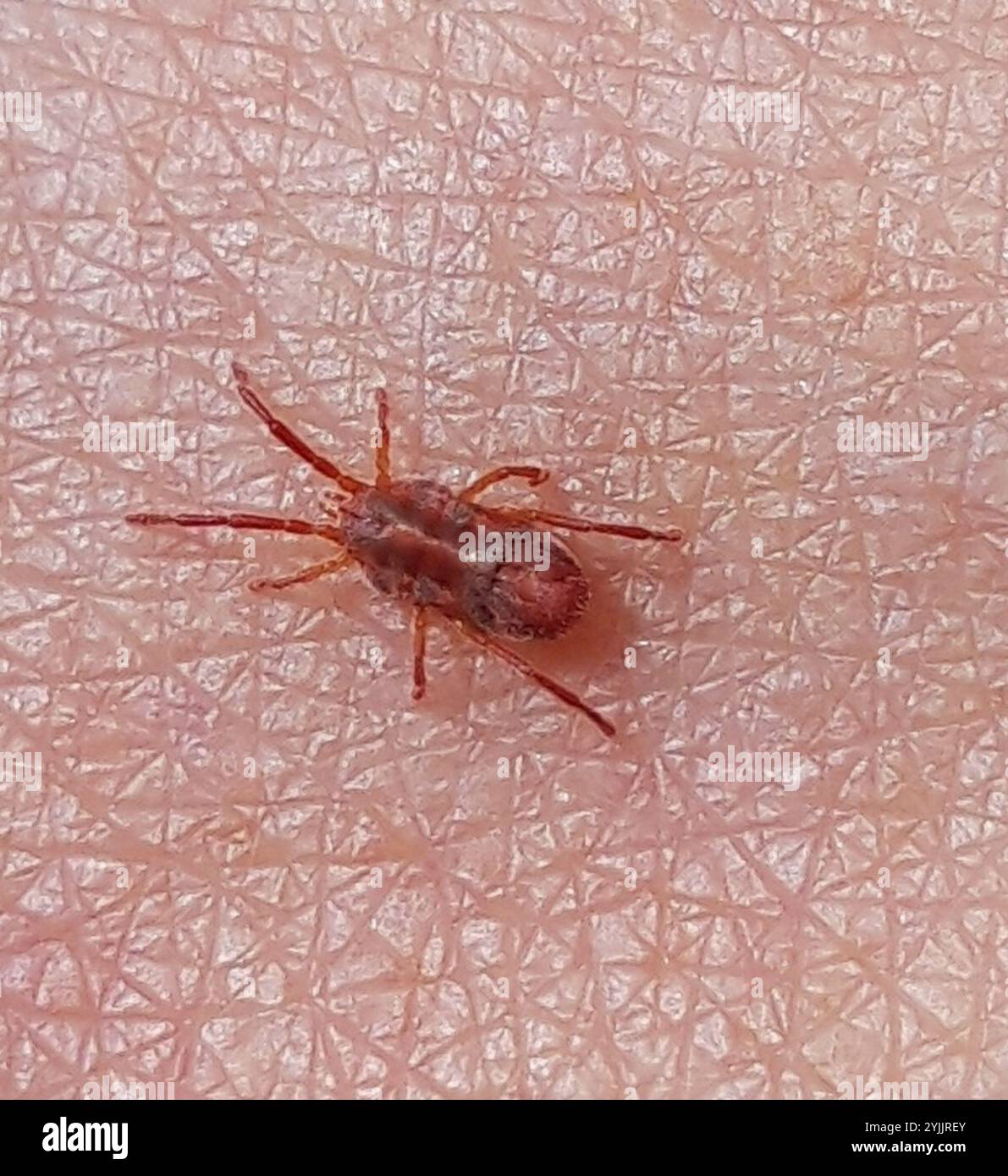 Sidewalk Mites (Balaustium Stock Photo - Alamy