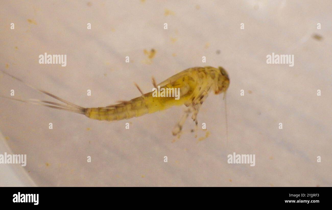 Small Mayflies (Baetidae Stock Photo - Alamy