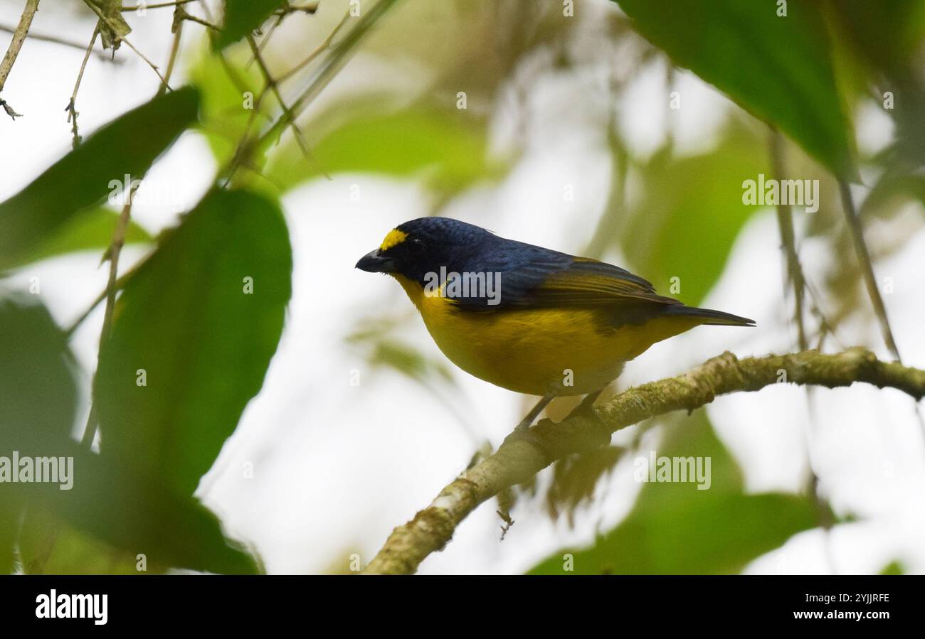 Yellow throated euphonia (euphonia hirundinacea) hi-res stock ...