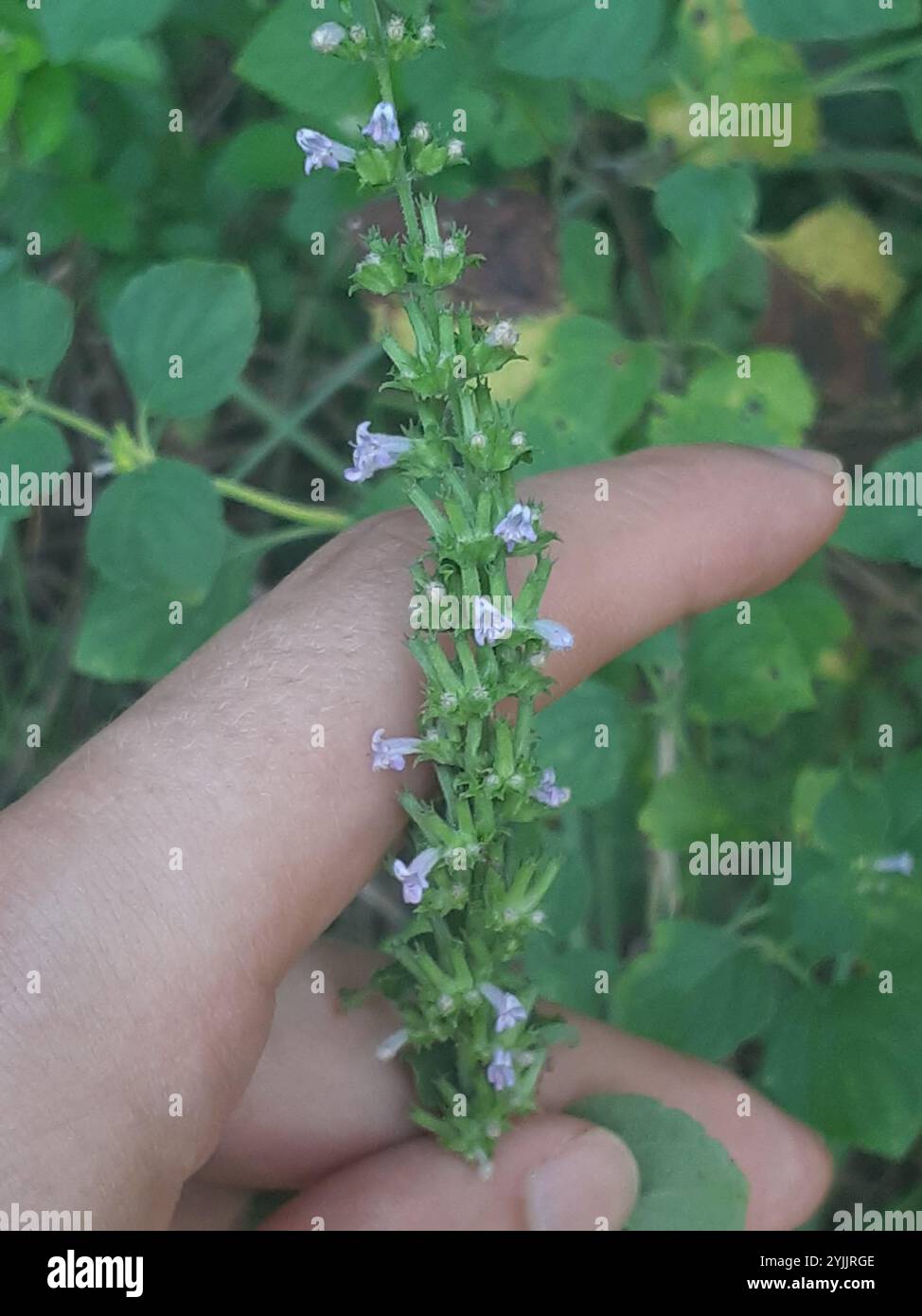 Tropical Bushmint (Hyptis mutabilis Stock Photo - Alamy