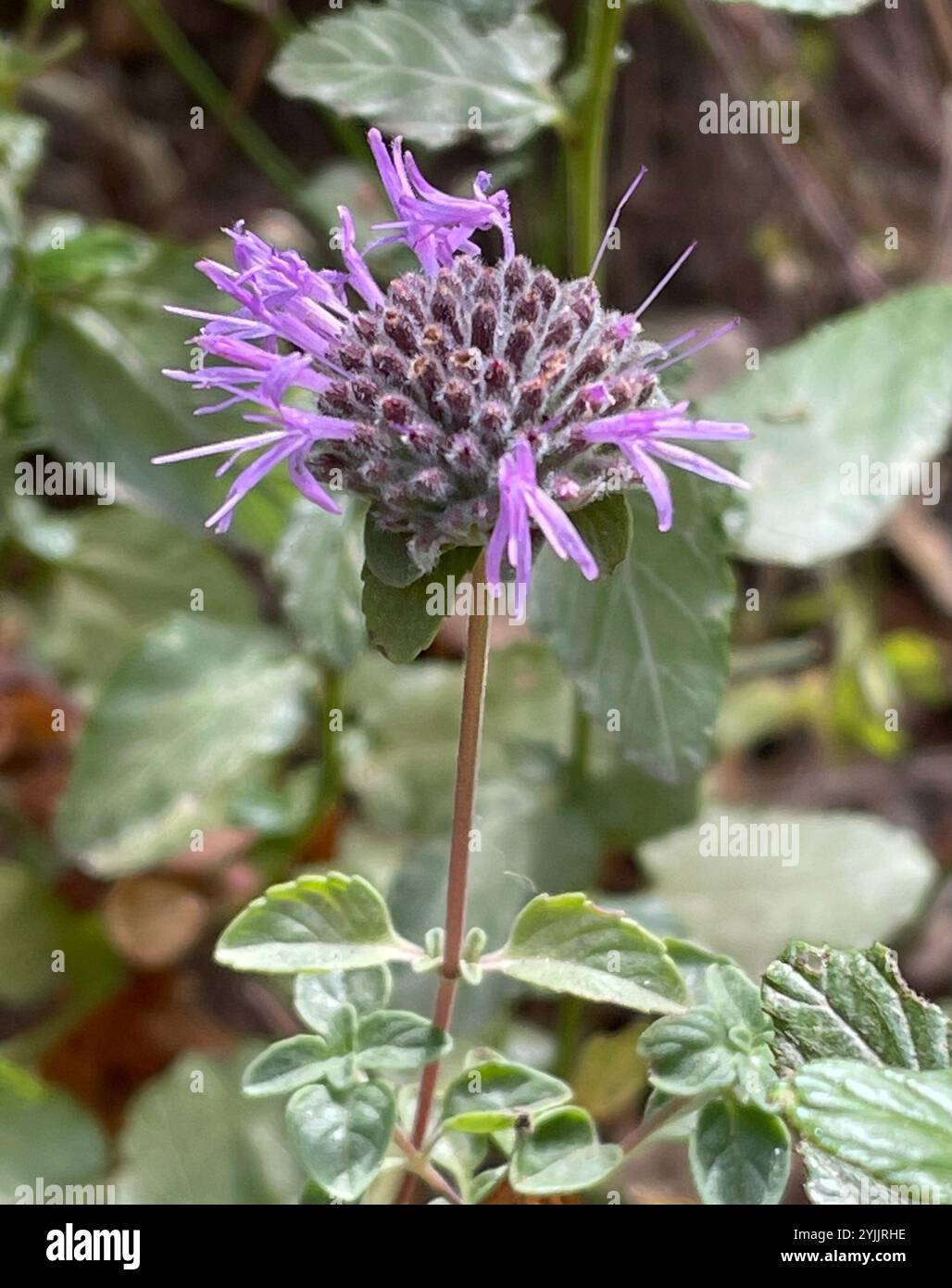 Coyote mint hi-res stock photography and images - Alamy