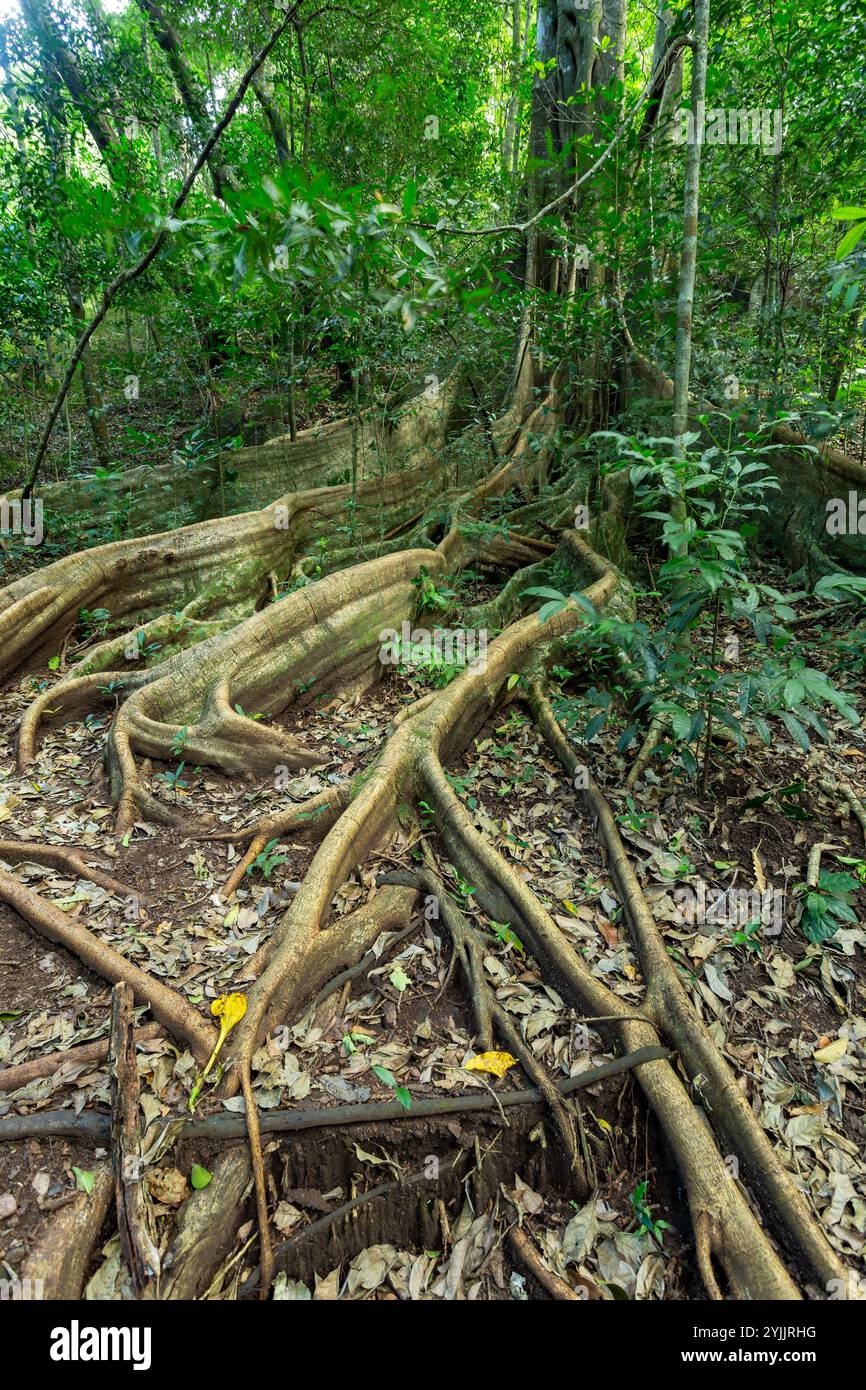 Massive tree roots on the surface of Fig Tree in tropical jungle forest ...